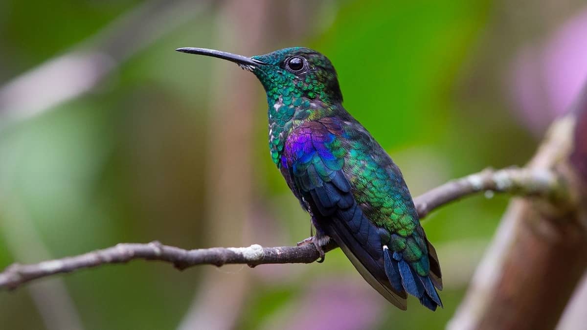 Hummingbird Colors Male and Female – Guidelines To Identifications ...