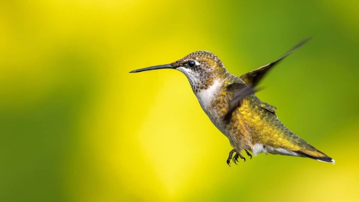 Are There Yellow Hummingbirds Learn All About The Amazing Physics Of Are There Yellow Hummingbirds Learn All About The Amazing Physics Of